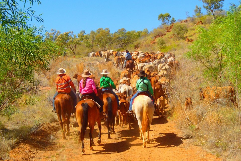 Australian Cattle Station Employment and Training - Kent Saddlery