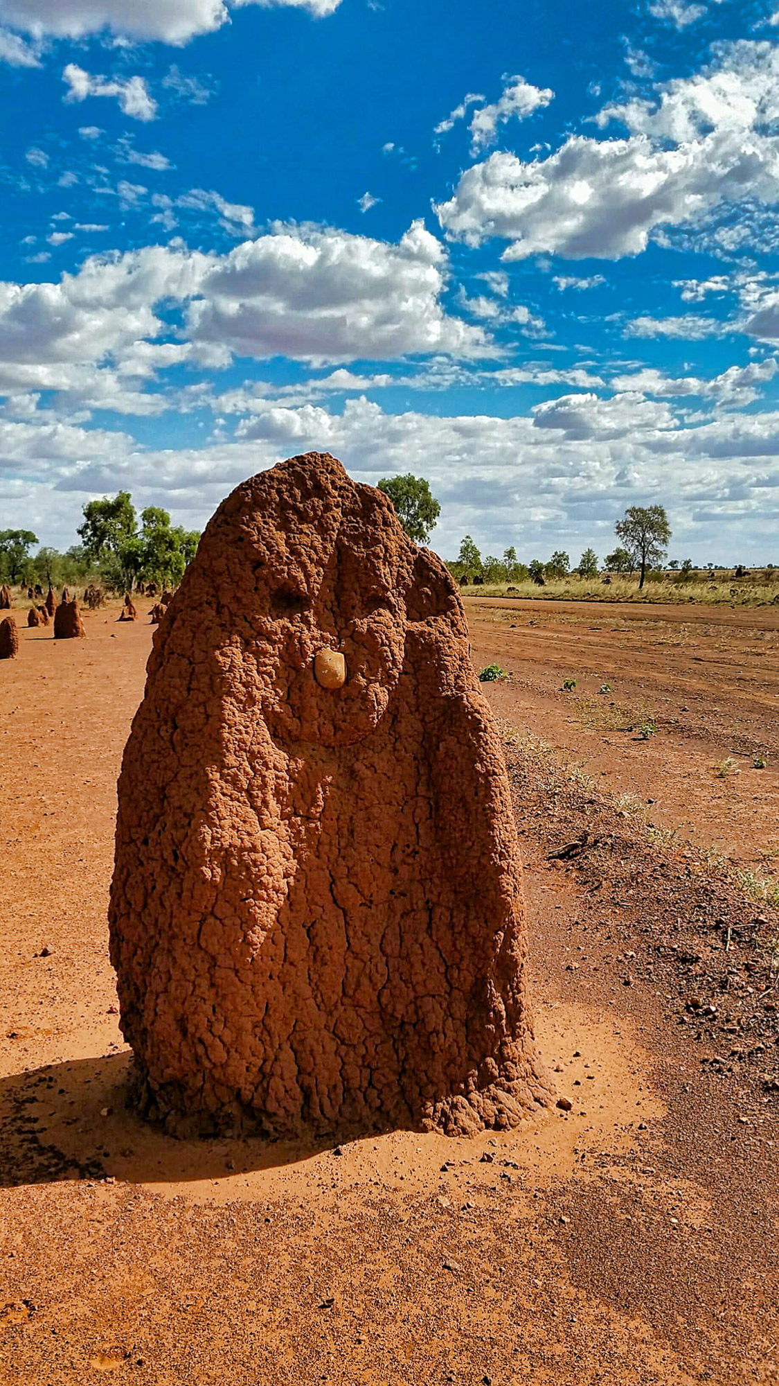 Ant Hills! - Kent Saddlery